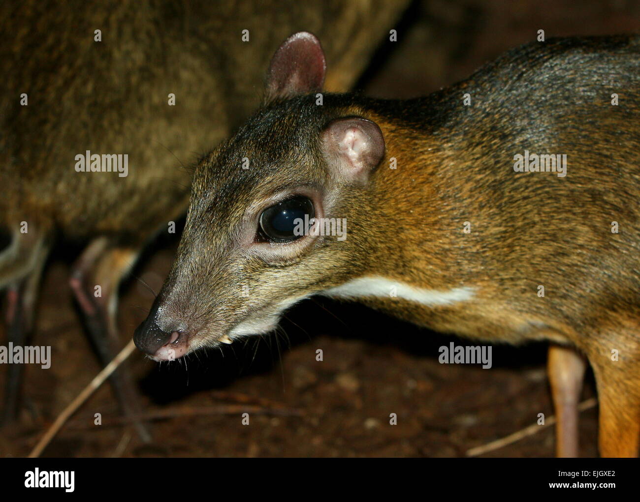 Javan chevrolet -Fotos und -Bildmaterial in hoher Auflösung – Alamy