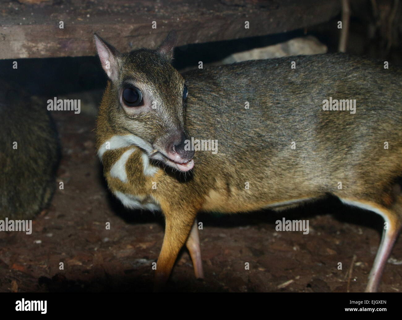 Javan chevrolet -Fotos und -Bildmaterial in hoher Auflösung – Alamy