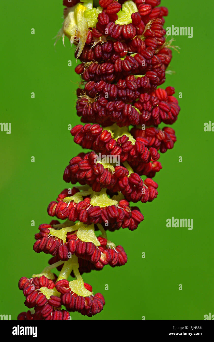 Pappel populus nigra -Fotos und -Bildmaterial in hoher Auflösung – Alamy
