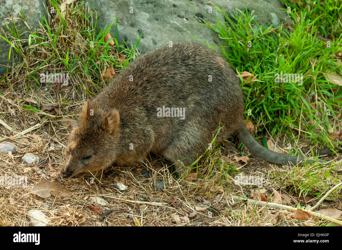 Quokka, Setonix Brachyurus im Zoo von Melbourne Stockfotografie - Alamy