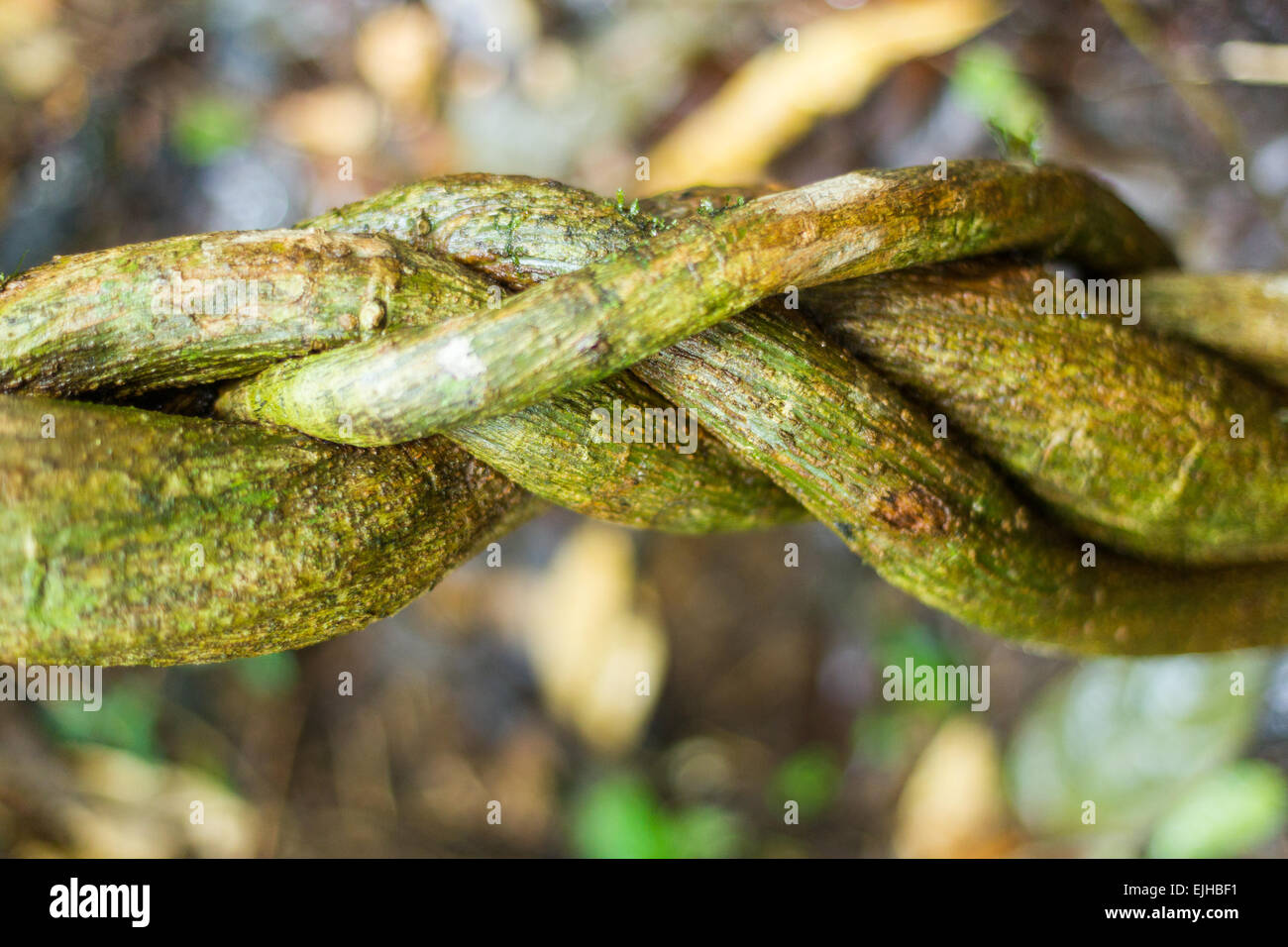 Lianen regenwald -Fotos und -Bildmaterial in hoher Auflösung - Seite 3 ...
