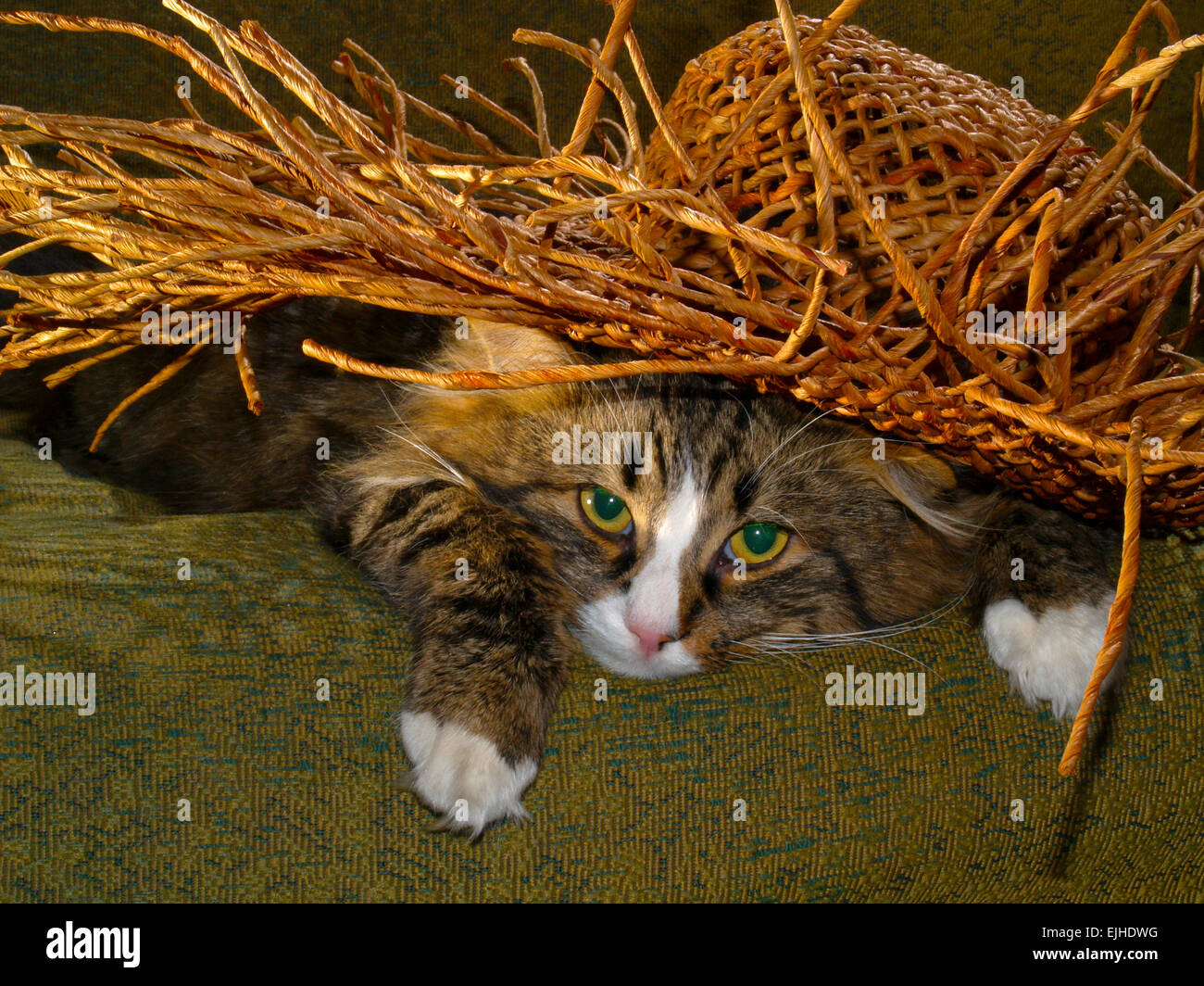 Katze mit hut -Fotos und -Bildmaterial in hoher Auflösung – Alamy