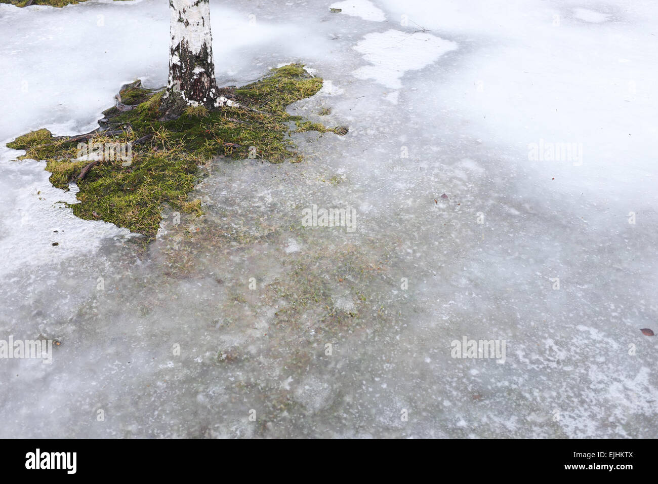 Boden ist bedeckt mit Eis und Schnee, Birke Stamm Stockfotografie - Alamy