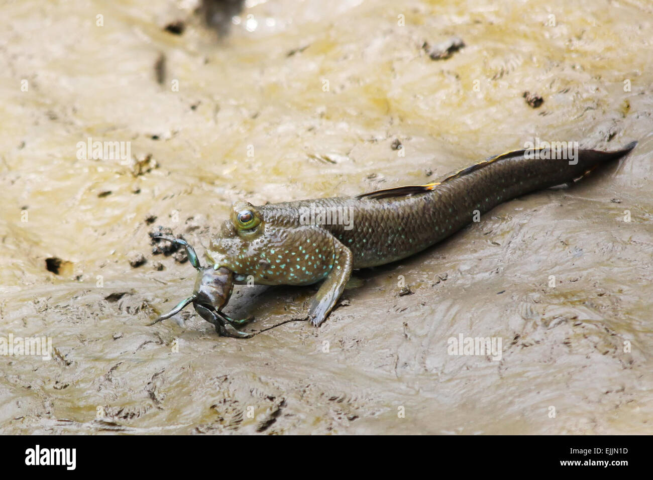 Fisch und amphibien essen -Fotos und -Bildmaterial in hoher Auflösung ...