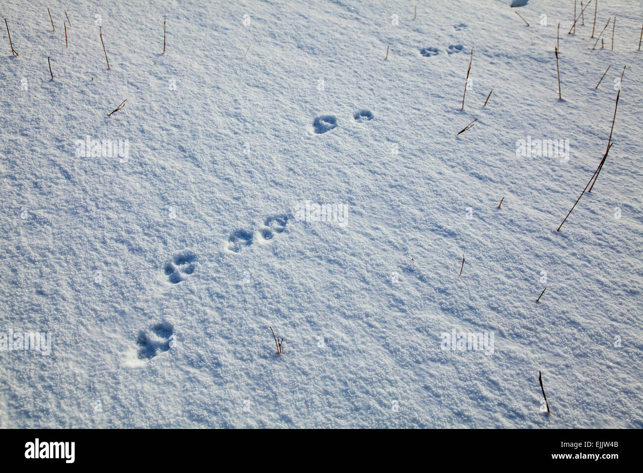 Fuchsspuren im schnee -Fotos und -Bildmaterial in hoher Auflösung – Alamy