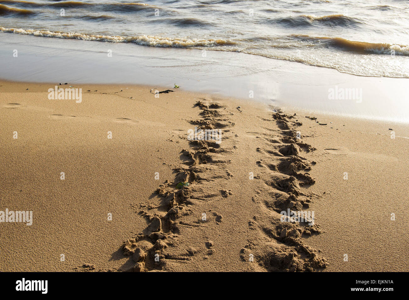 Schildkröte-Spuren am Strand, Galibi, Surinam Stockfotografie - Alamy