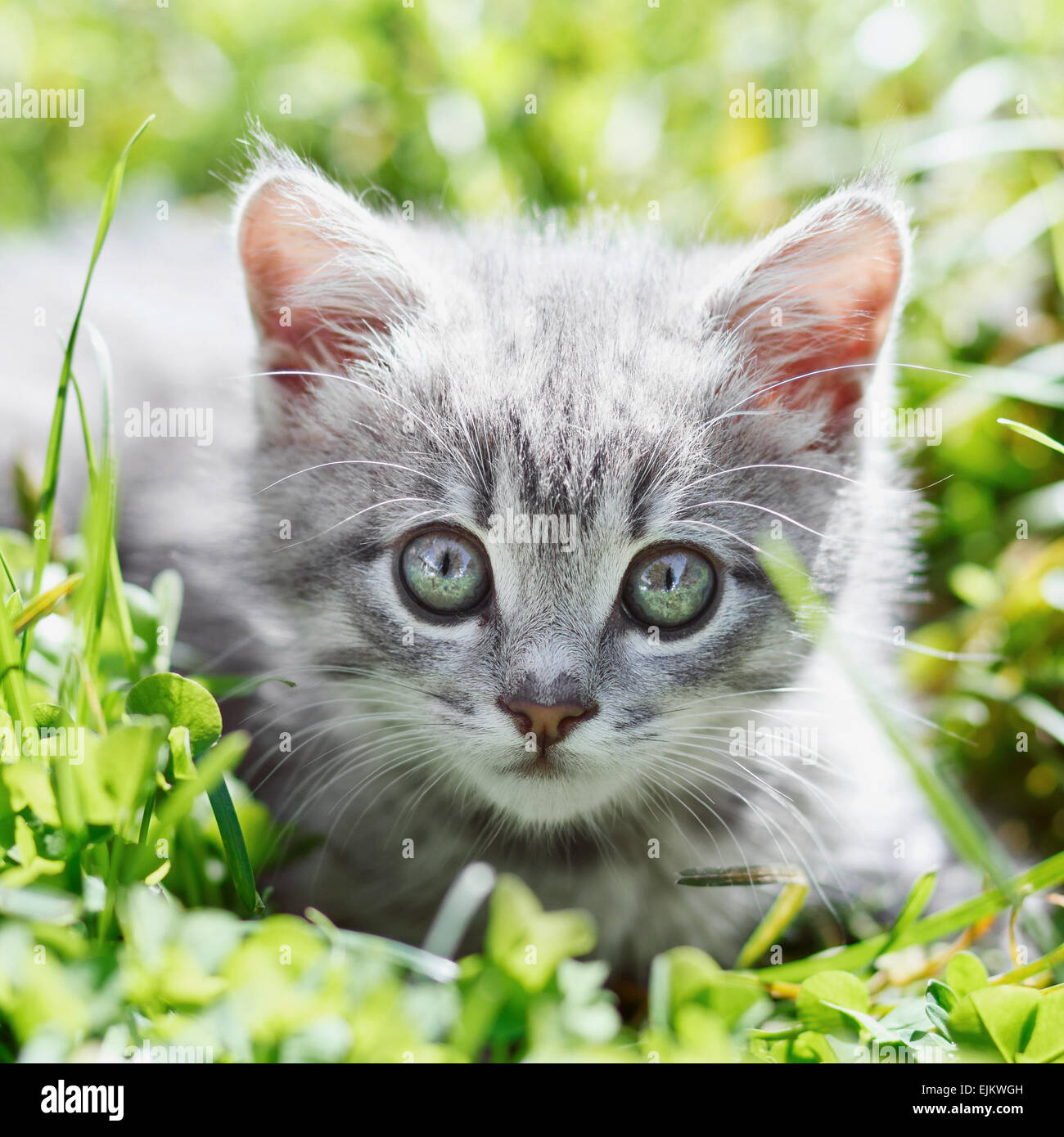 Graue kleine katze -Fotos und -Bildmaterial in hoher Auflösung – Alamy