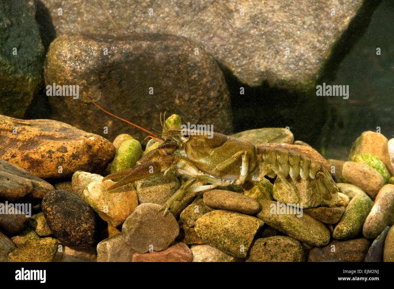 Astacus pallipes Stockfotos und -bilder Kaufen - Alamy
