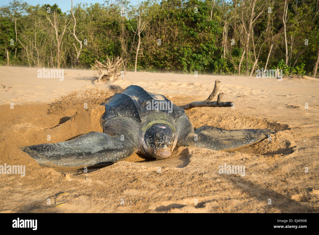 Matapica strand -Fotos und -Bildmaterial in hoher Auflösung – Alamy