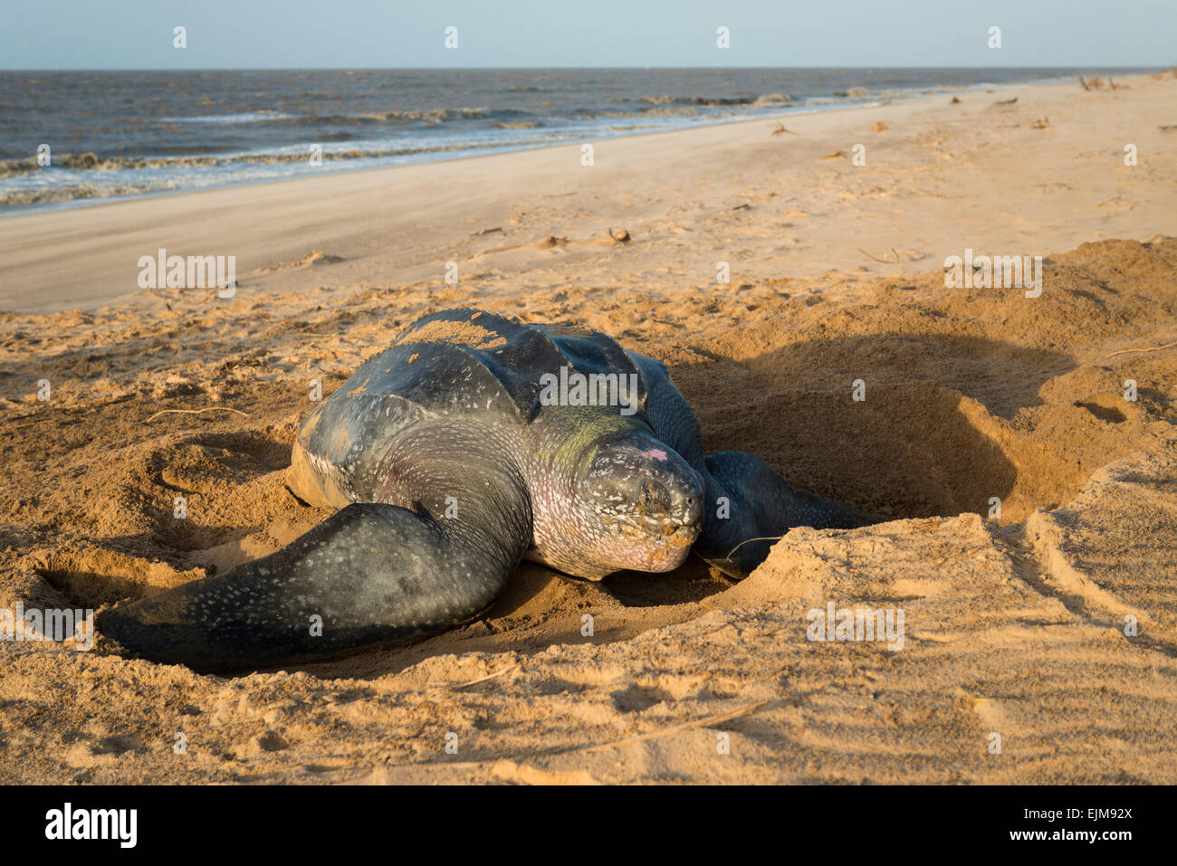 Matapica strand -Fotos und -Bildmaterial in hoher Auflösung – Alamy