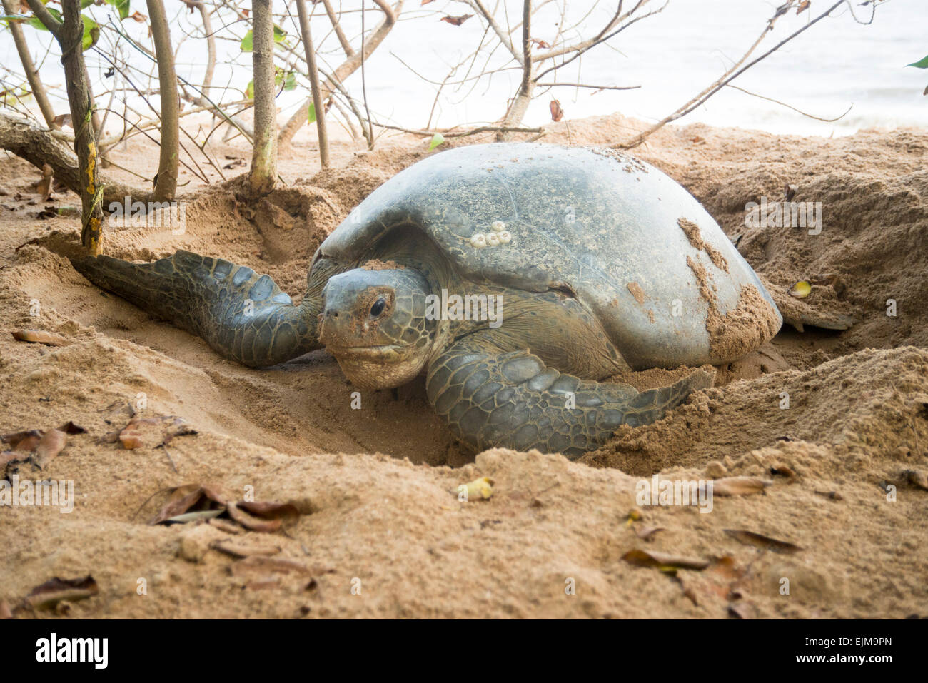 Matapica strand -Fotos und -Bildmaterial in hoher Auflösung – Alamy