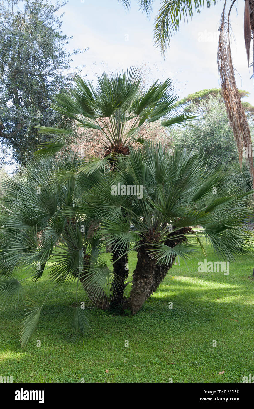 Chamaerops humilis -Fotos und -Bildmaterial in hoher Auflösung – Alamy