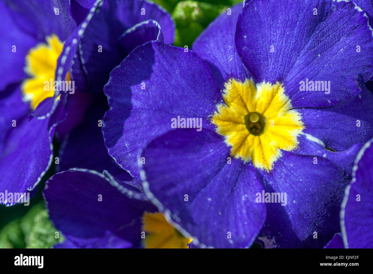 Zierblumen primeln -Fotos und -Bildmaterial in hoher Auflösung – Alamy