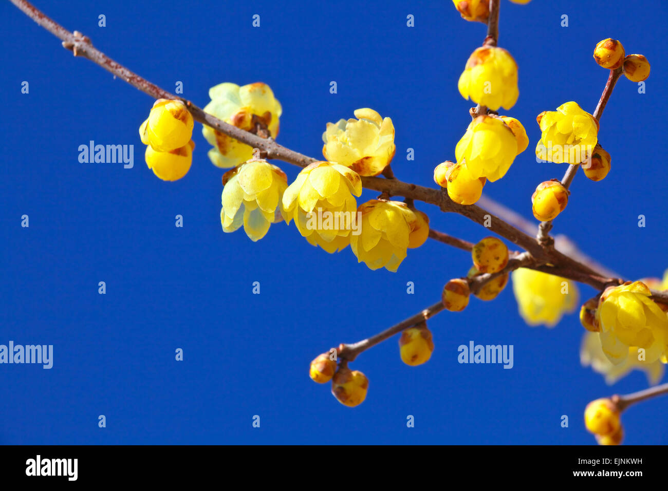 Chimonanthus Praecox Wintersweet Stockfotos und -bilder Kaufen - Alamy