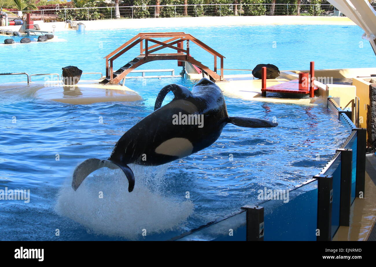 Orca-Wale auf Teneriffa Loro Orca Show, macht einen Sprung aus dem ...