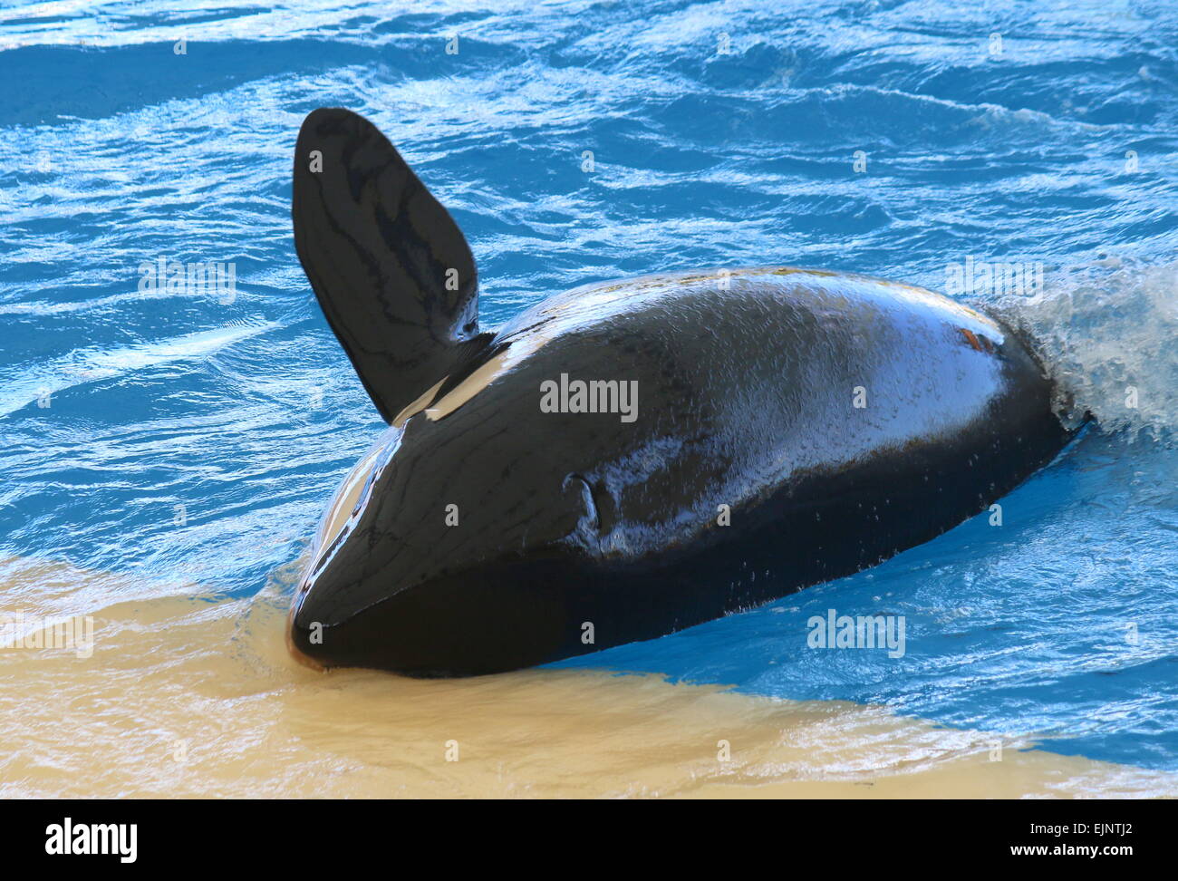 Orca show -Fotos und -Bildmaterial in hoher Auflösung – Alamy