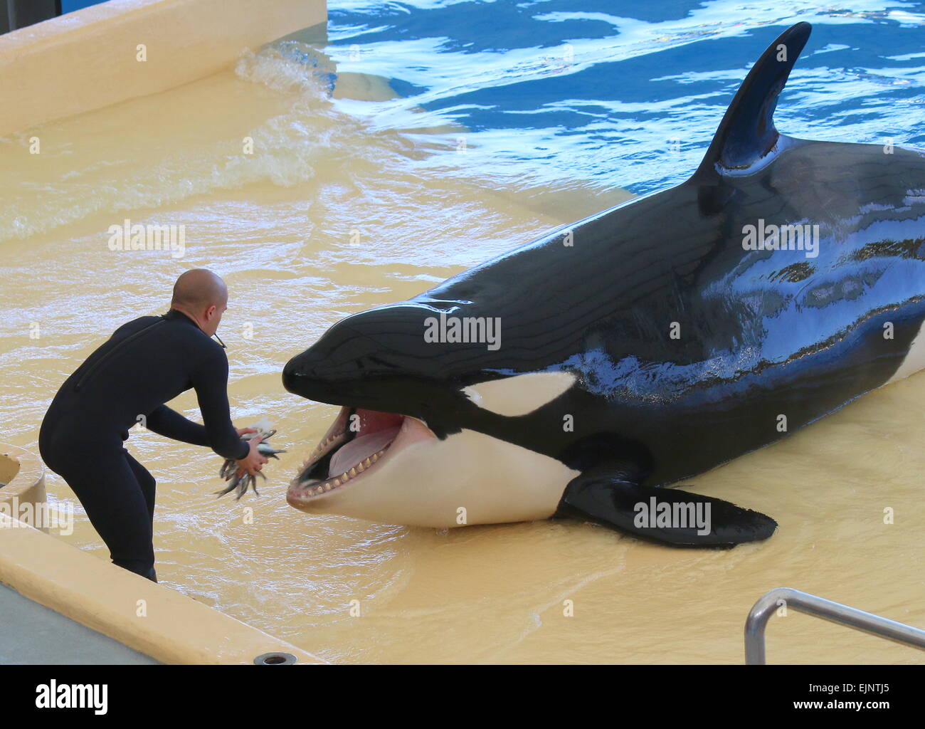 Orca-Wale auf Teneriffa Loro Orca Show belohnt mit frischem Fisch von ...