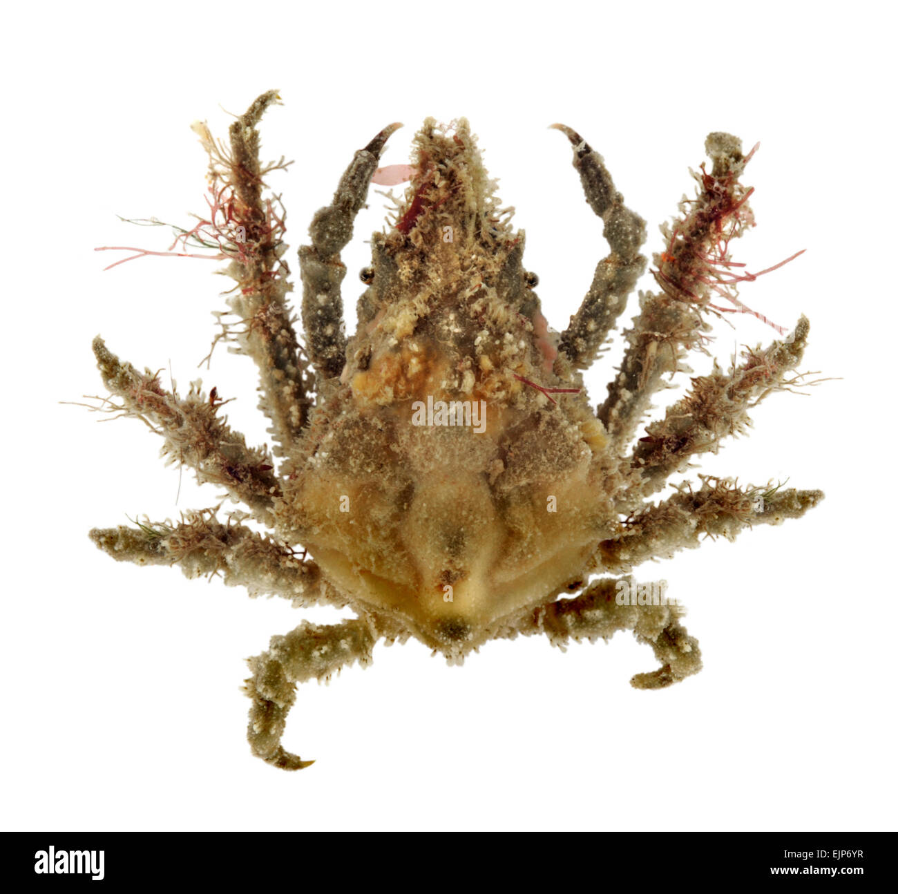 Carapace spider crab -Fotos und -Bildmaterial in hoher Auflösung – Alamy
