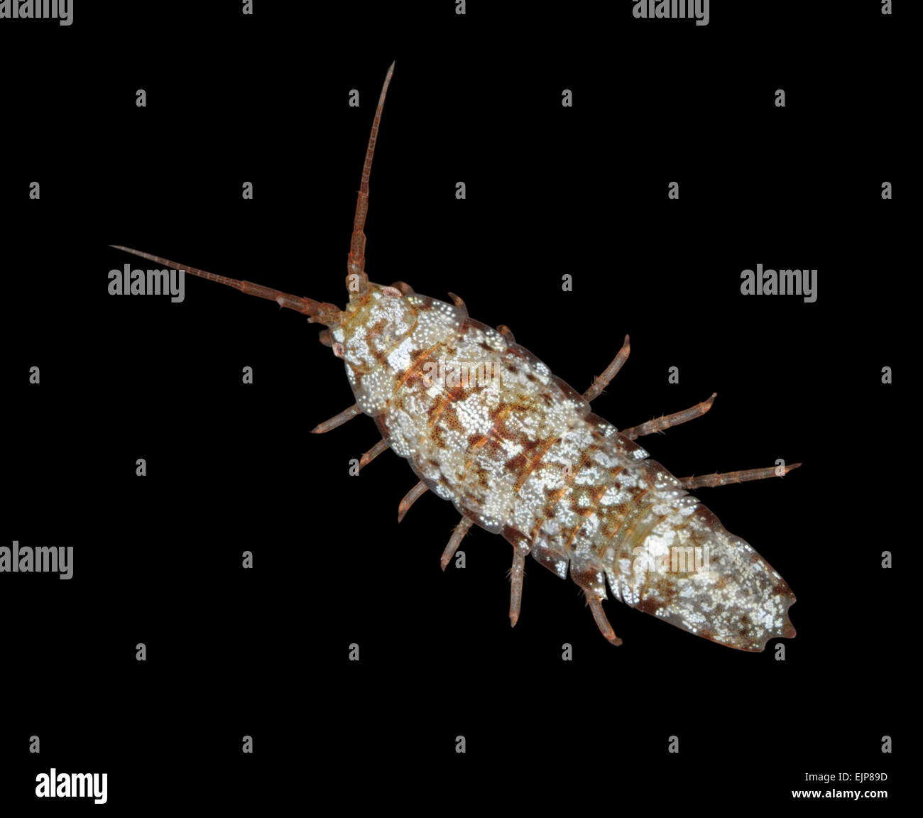 Idotea baltica -Fotos und -Bildmaterial in hoher Auflösung – Alamy