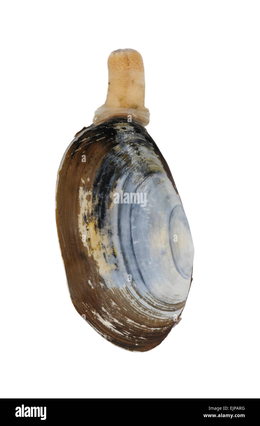 Otter shell -Fotos und -Bildmaterial in hoher Auflösung – Alamy