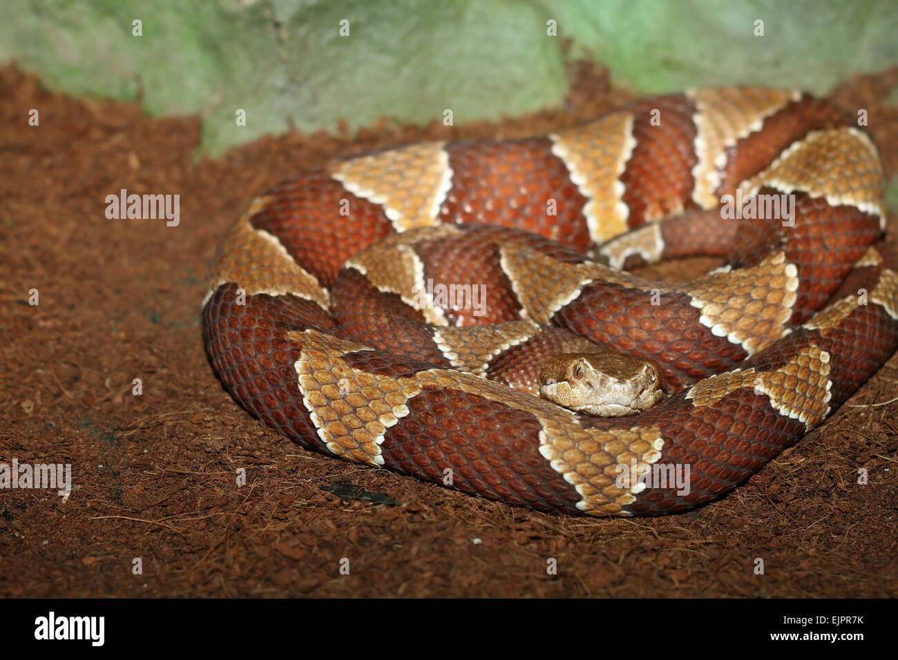 Copperhead snake agkistrodon contortrix -Fotos und -Bildmaterial in ...
