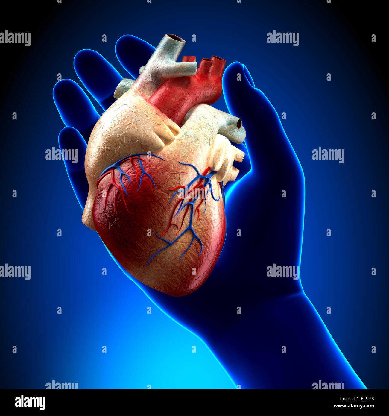 Anatomie der hand -Fotos und -Bildmaterial in hoher Auflösung – Alamy