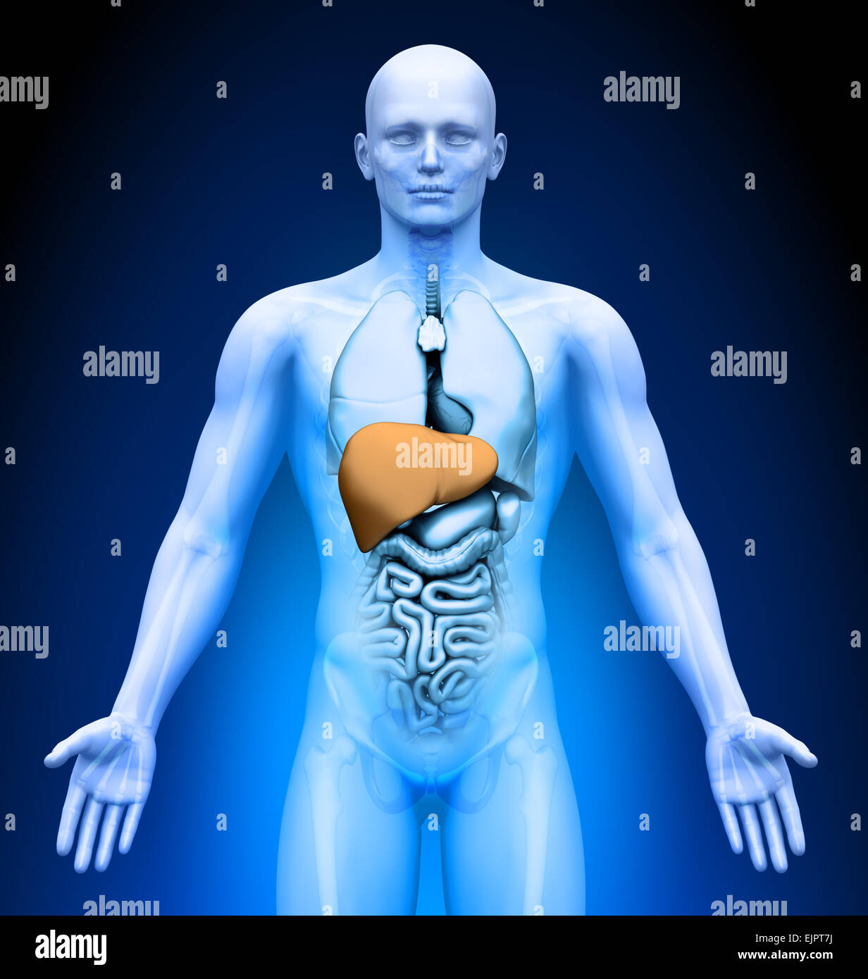 Männliche Anatomie der Leber Stockfotografie - Alamy