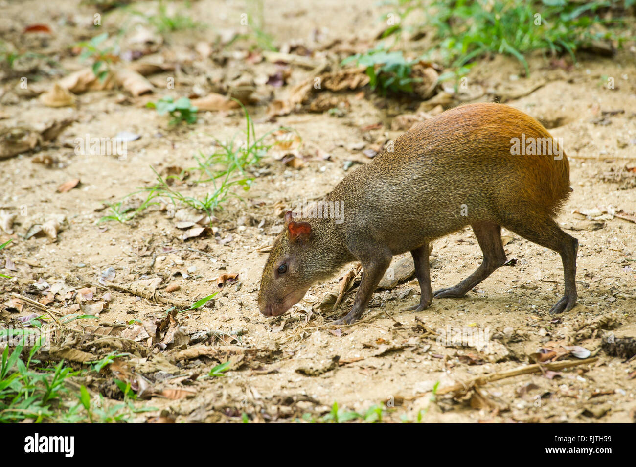 Amerika aguti -Fotos und -Bildmaterial in hoher Auflösung – Alamy