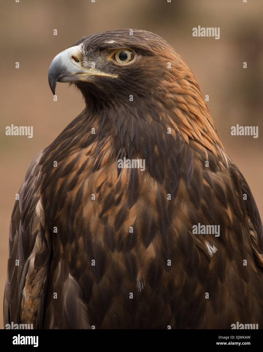 Ein gefangener steinadler -Fotos und -Bildmaterial in hoher Auflösung ...