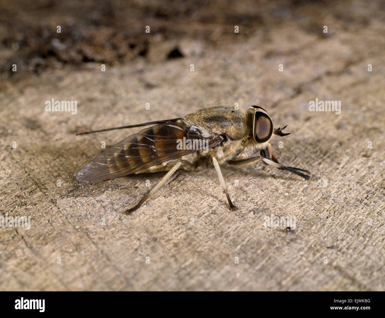 Tabanus bromius -Fotos und -Bildmaterial in hoher Auflösung – Alamy