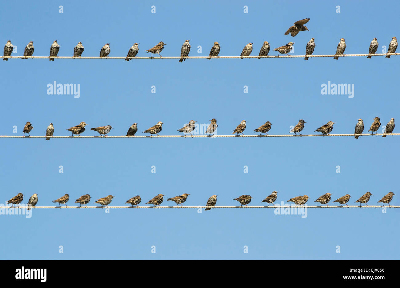 Zwitschernde vögel -Fotos und -Bildmaterial in hoher Auflösung – Alamy