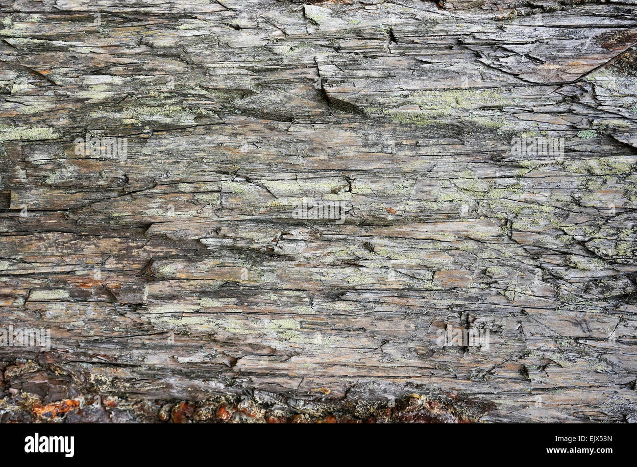 Stamm einer alten faulen Kiefer von ein Baum ohne Rinde Textur ...