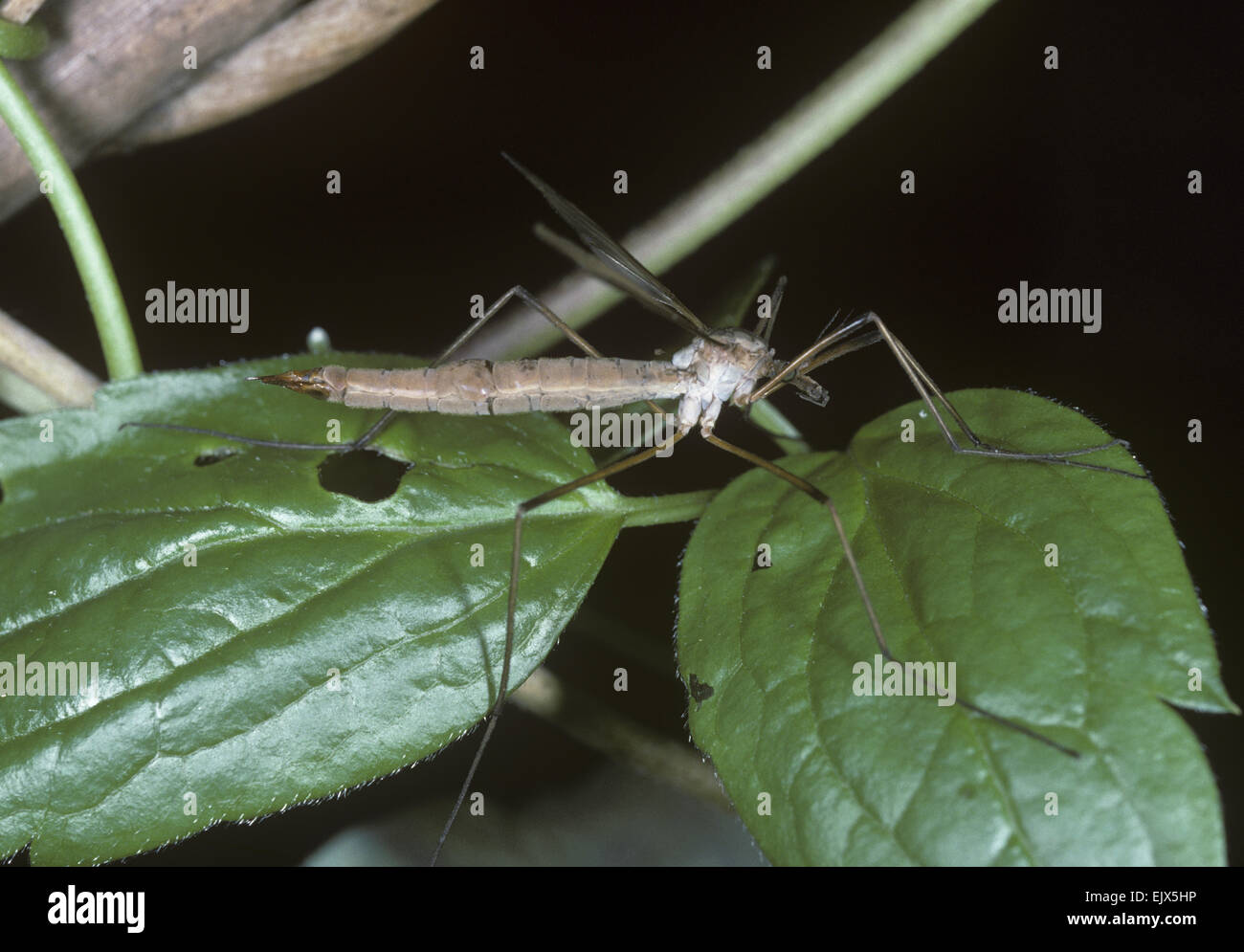 Cranefly tipula paludosa -Fotos und -Bildmaterial in hoher Auflösung ...