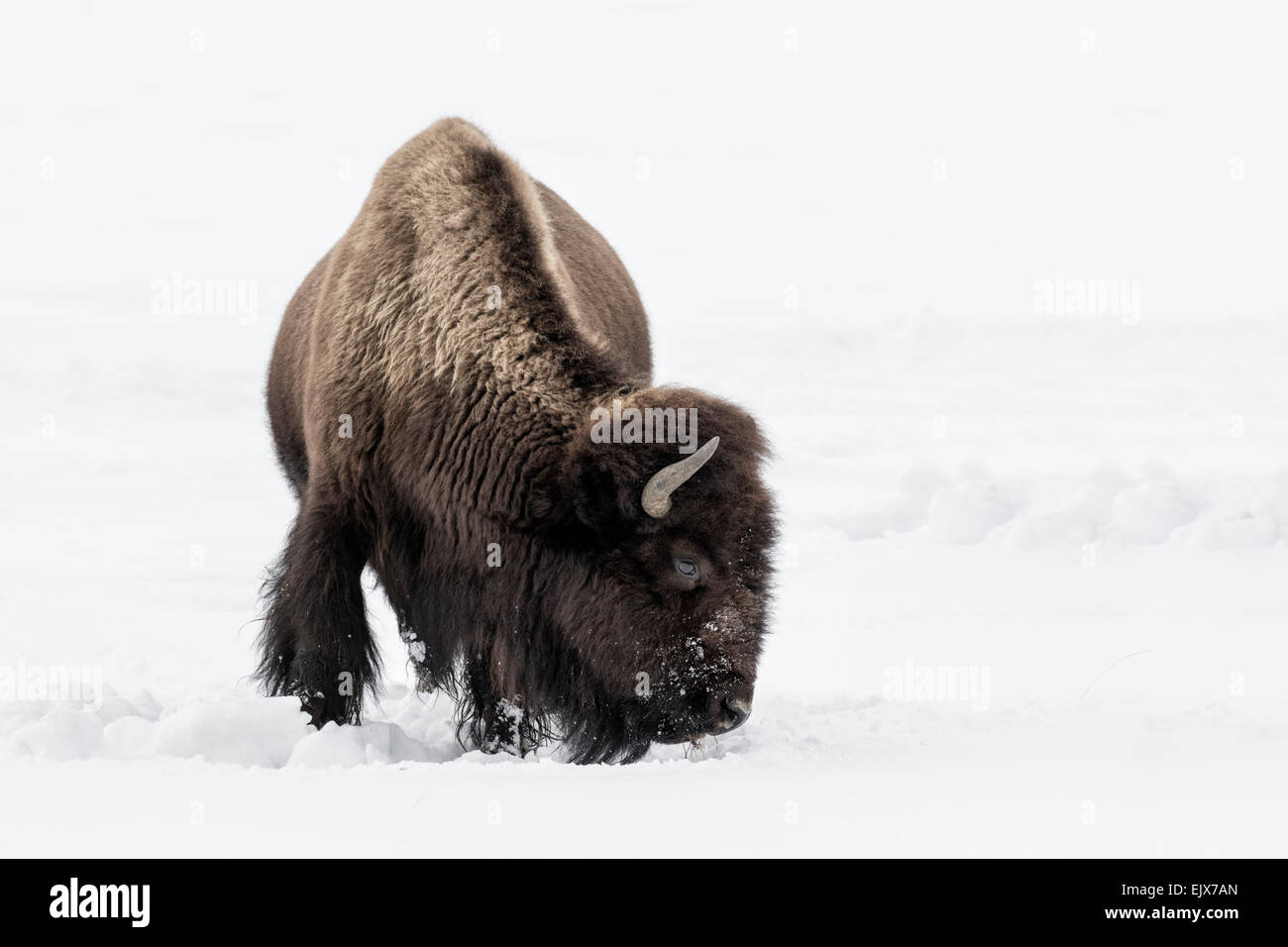 Bison yellowstone winter essen -Fotos und -Bildmaterial in hoher ...