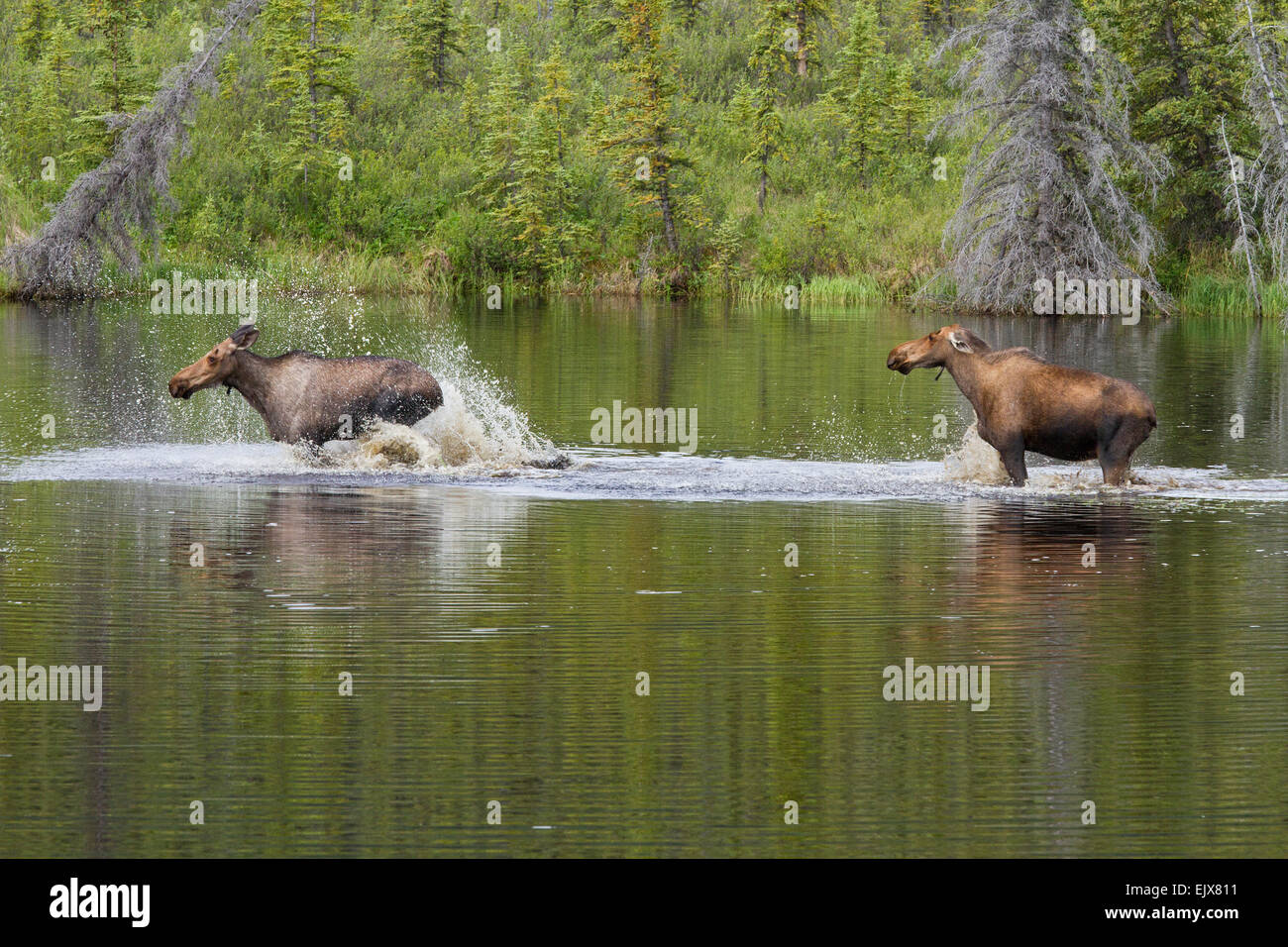 Alces Alces Americanus Stockfotos und -bilder Kaufen - Alamy