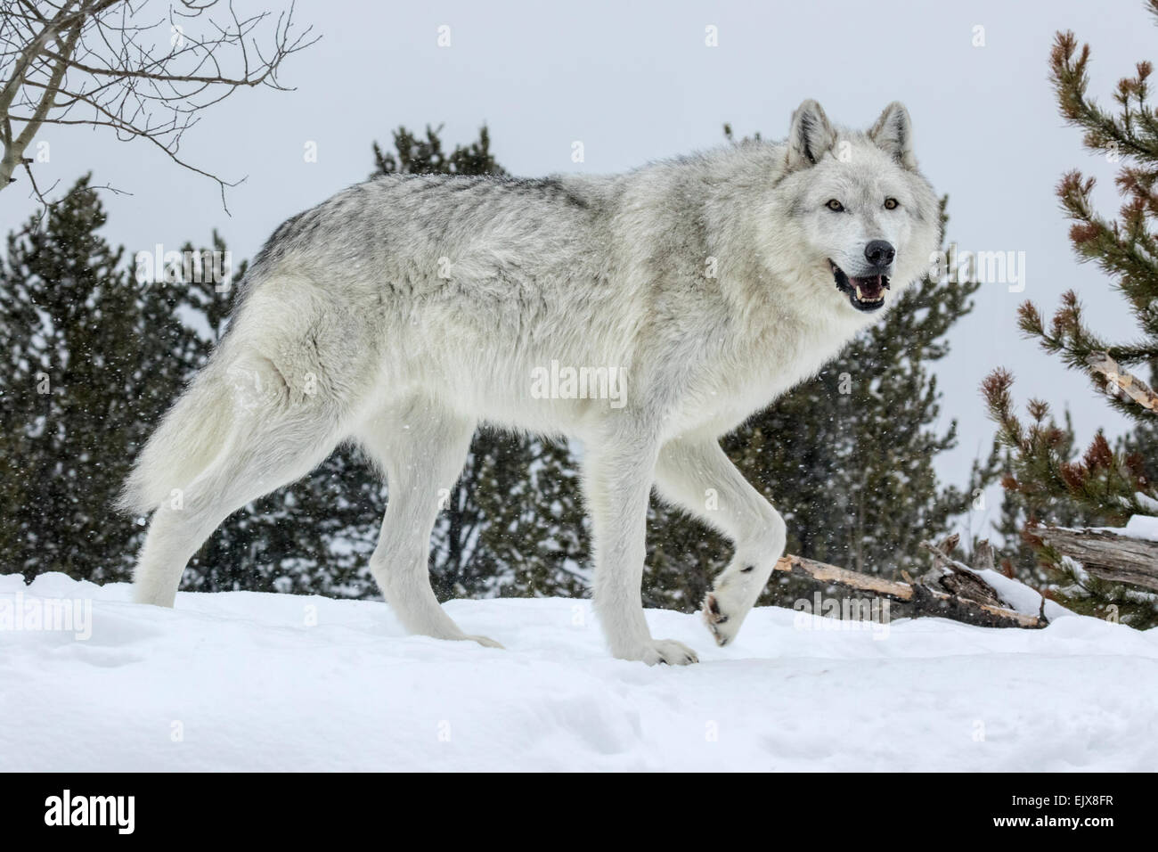 Grauer Wolf Holzwolf Stockfotos und -bilder Kaufen - Alamy