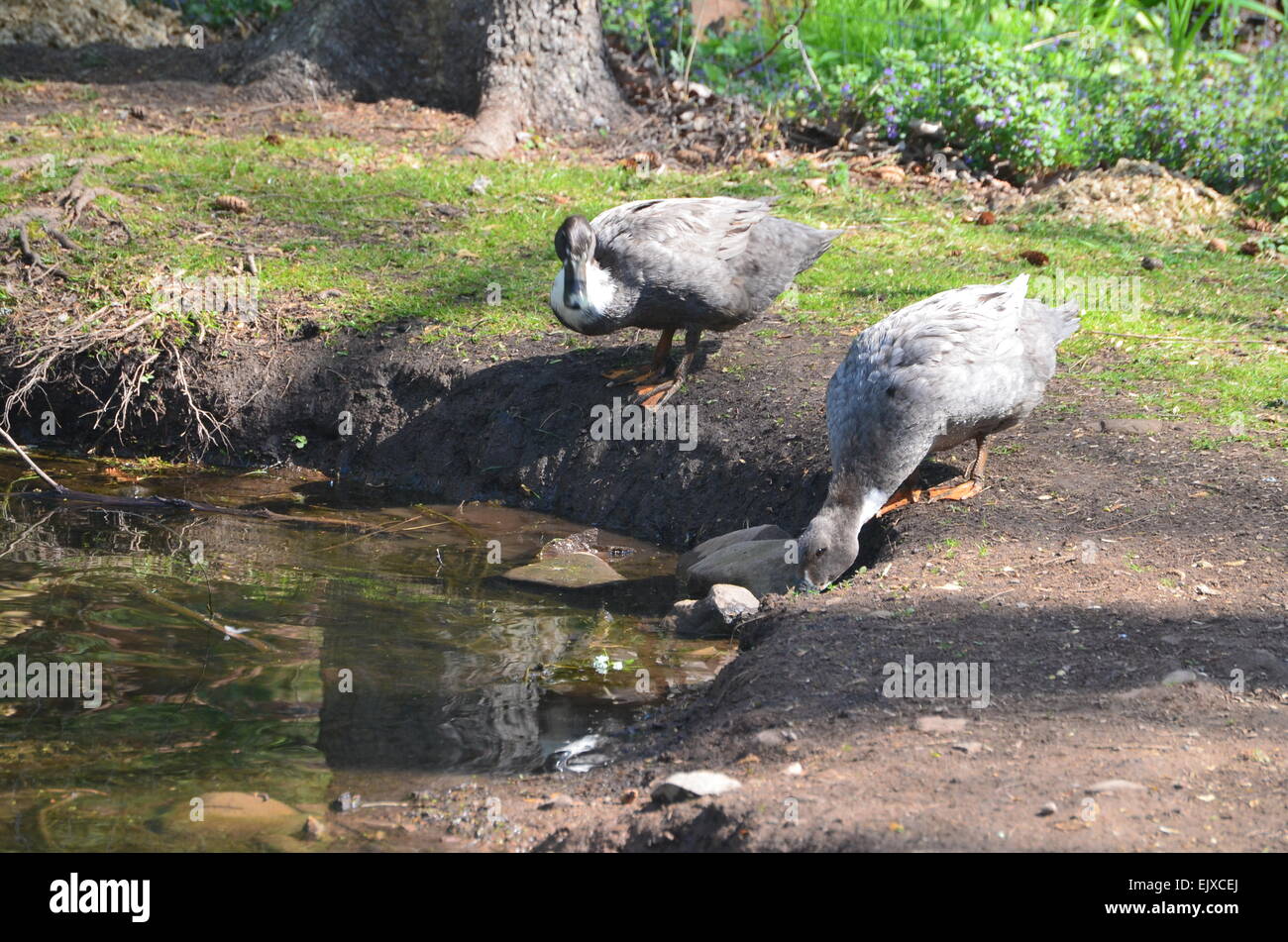 Blaue schwedische ente -Fotos und -Bildmaterial in hoher Auflösung – Alamy