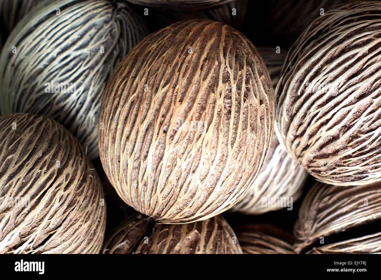 Baum samen muster Stockfotos und -bilder Kaufen - Alamy