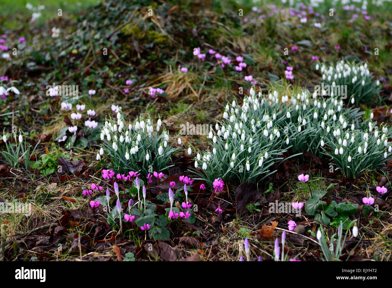 weiße Schneeglöckchen und lila Alpenveilchen blühen Blumen Frühling ...