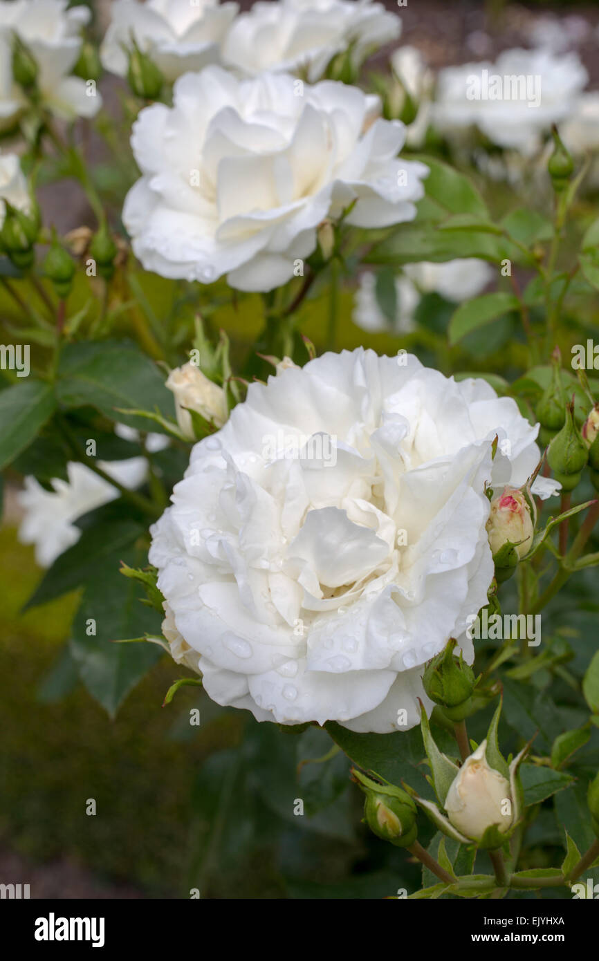Rose blanche -Fotos und -Bildmaterial in hoher Auflösung – Alamy