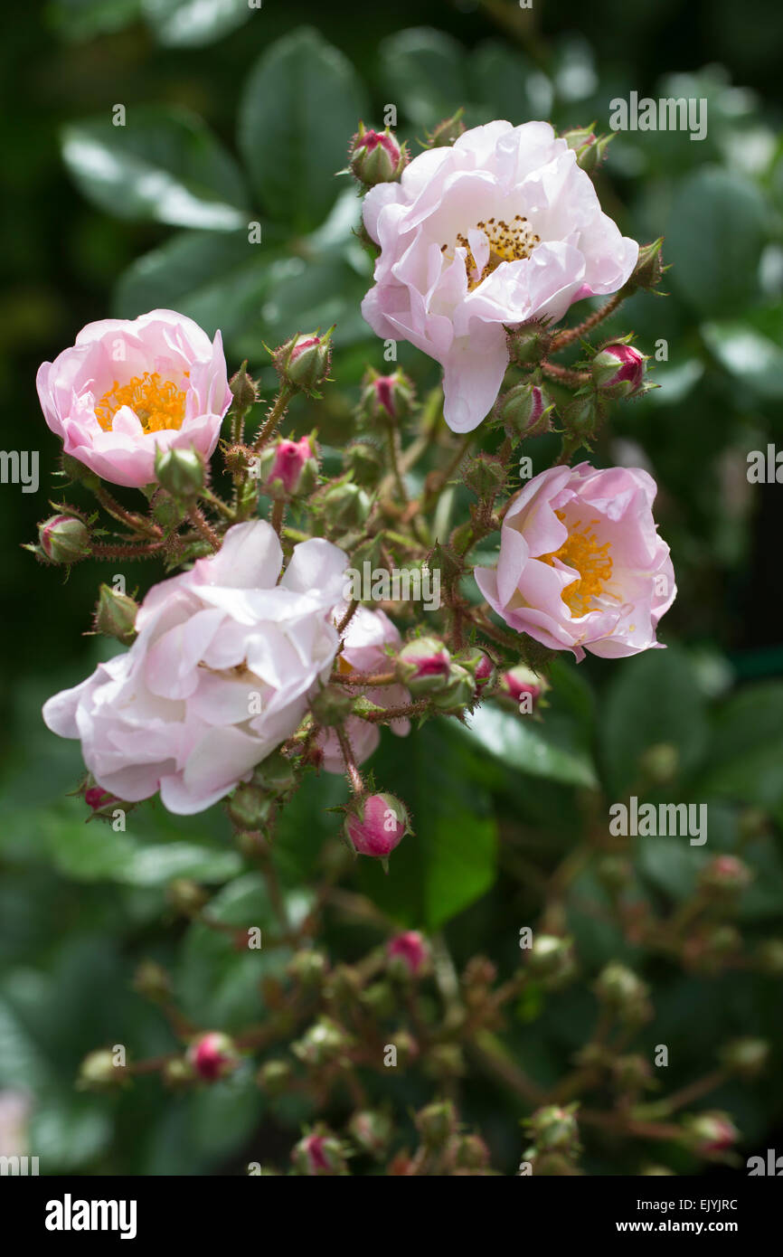 Rosa sommerlied -Fotos und -Bildmaterial in hoher Auflösung – Alamy