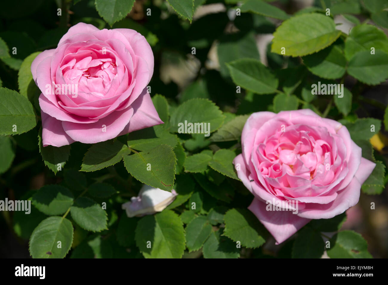 Baronin rothschild -Fotos und -Bildmaterial in hoher Auflösung – Alamy