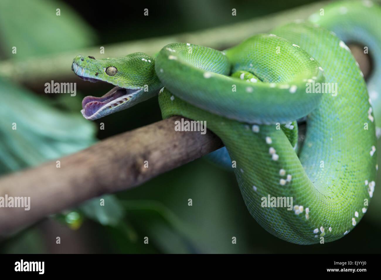 Morelia Viridis, Grüner Baumpython, grüner Python, Grüner Baumpython ...