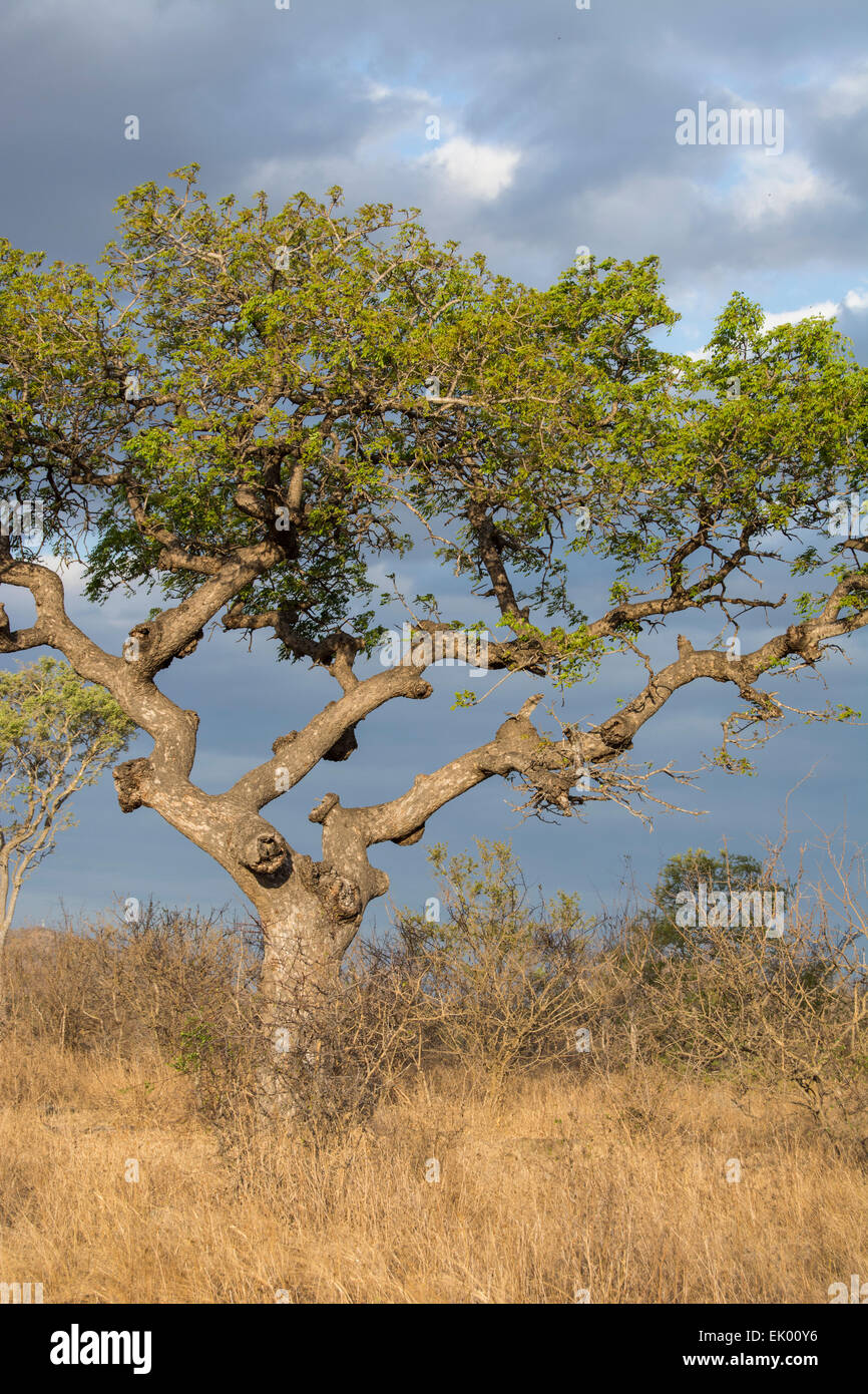 Marula Tree Stockfotos und -bilder Kaufen - Alamy