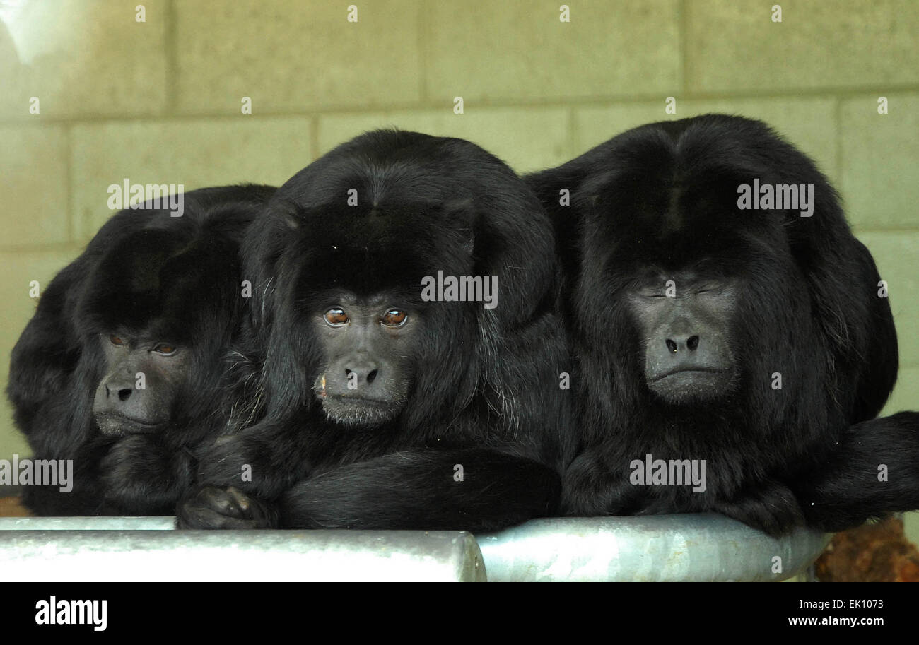 Die drei affen -Fotos und -Bildmaterial in hoher Auflösung – Alamy