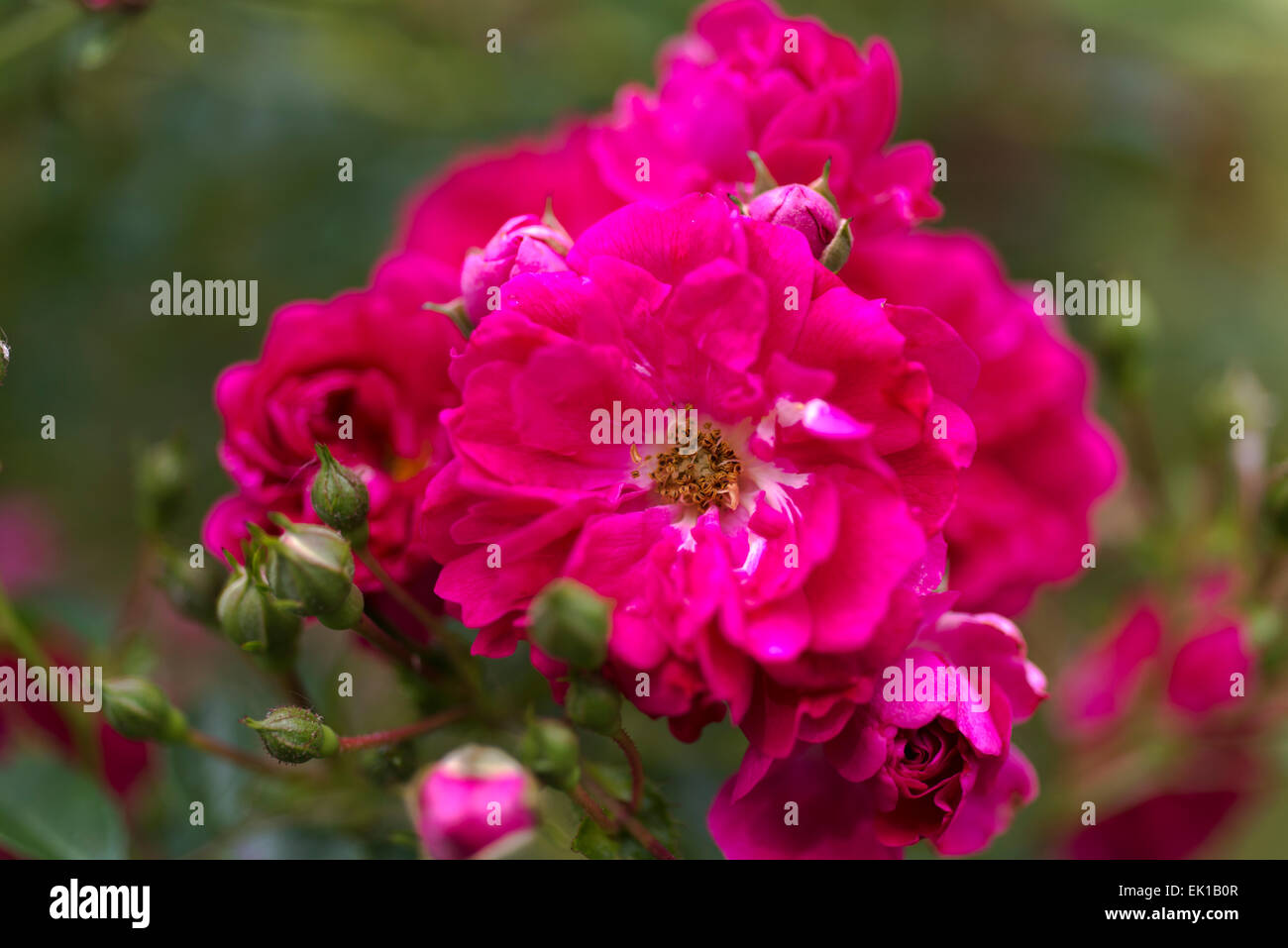 Rosa fuchsia rose magenta -Fotos und -Bildmaterial in hoher Auflösung ...