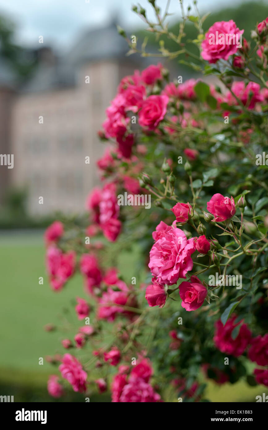 Rose rody -Fotos und -Bildmaterial in hoher Auflösung – Alamy