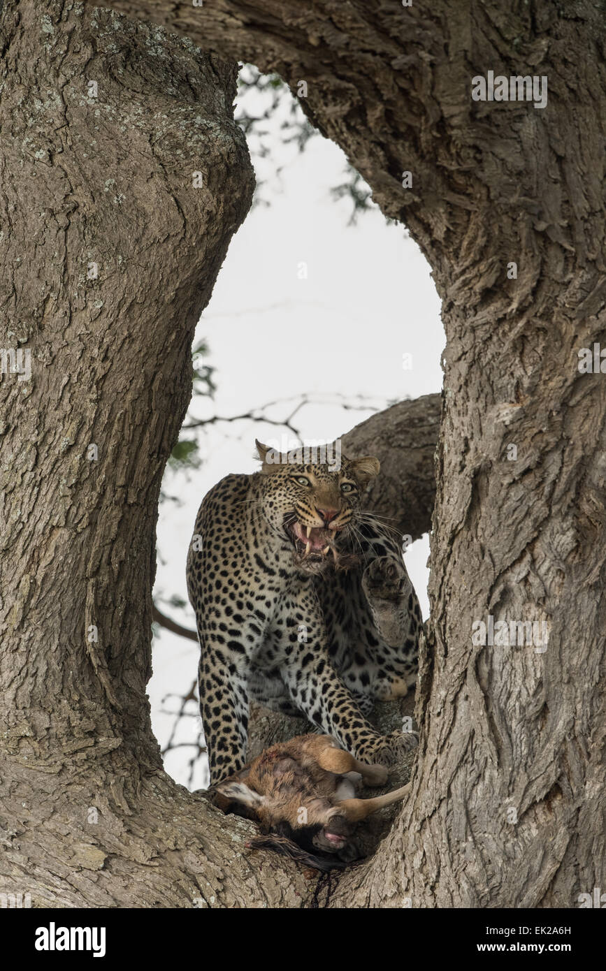 Leopard beute im baum -Fotos und -Bildmaterial in hoher Auflösung – Alamy