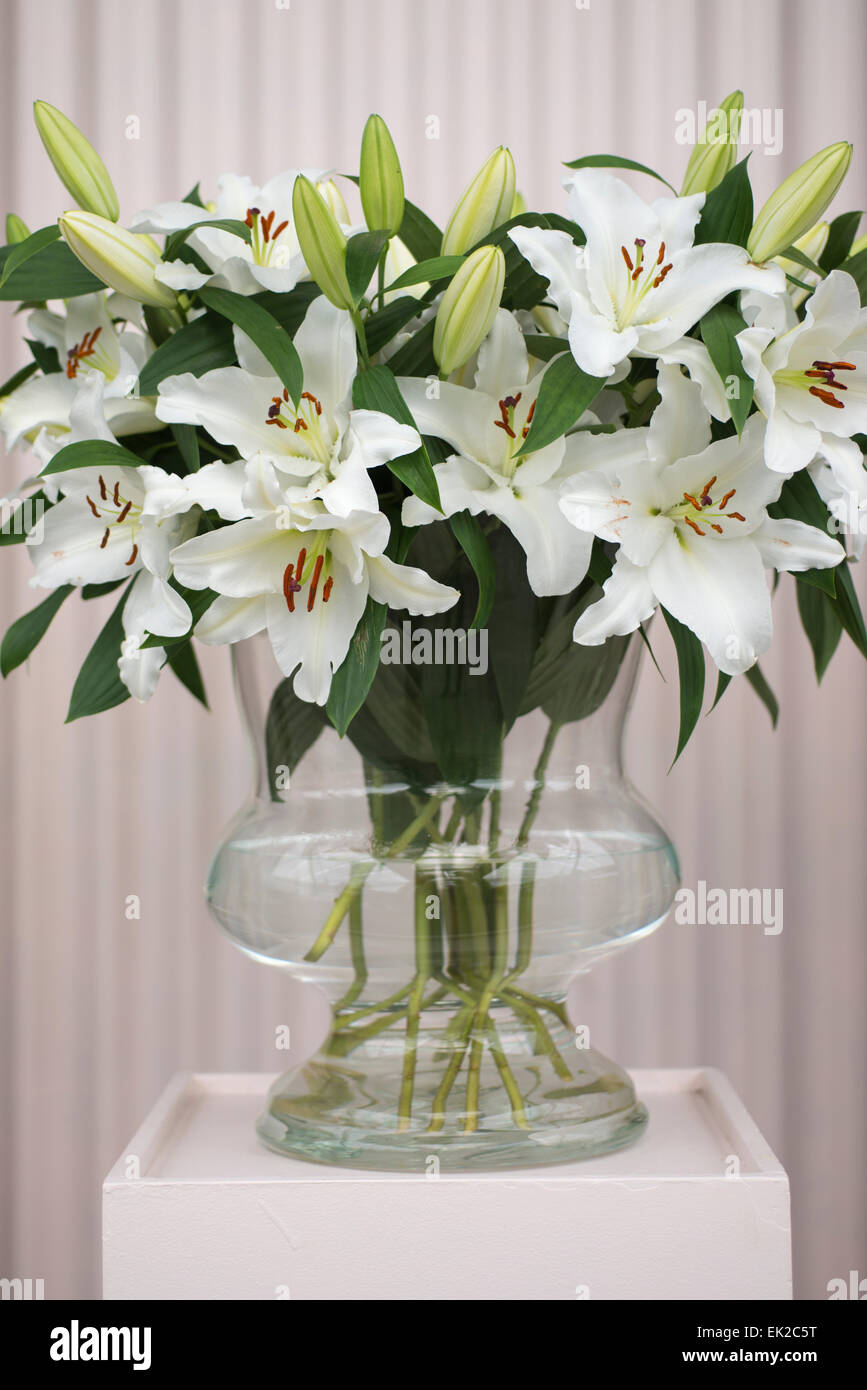 Sambuca flower -Fotos und -Bildmaterial in hoher Auflösung – Alamy