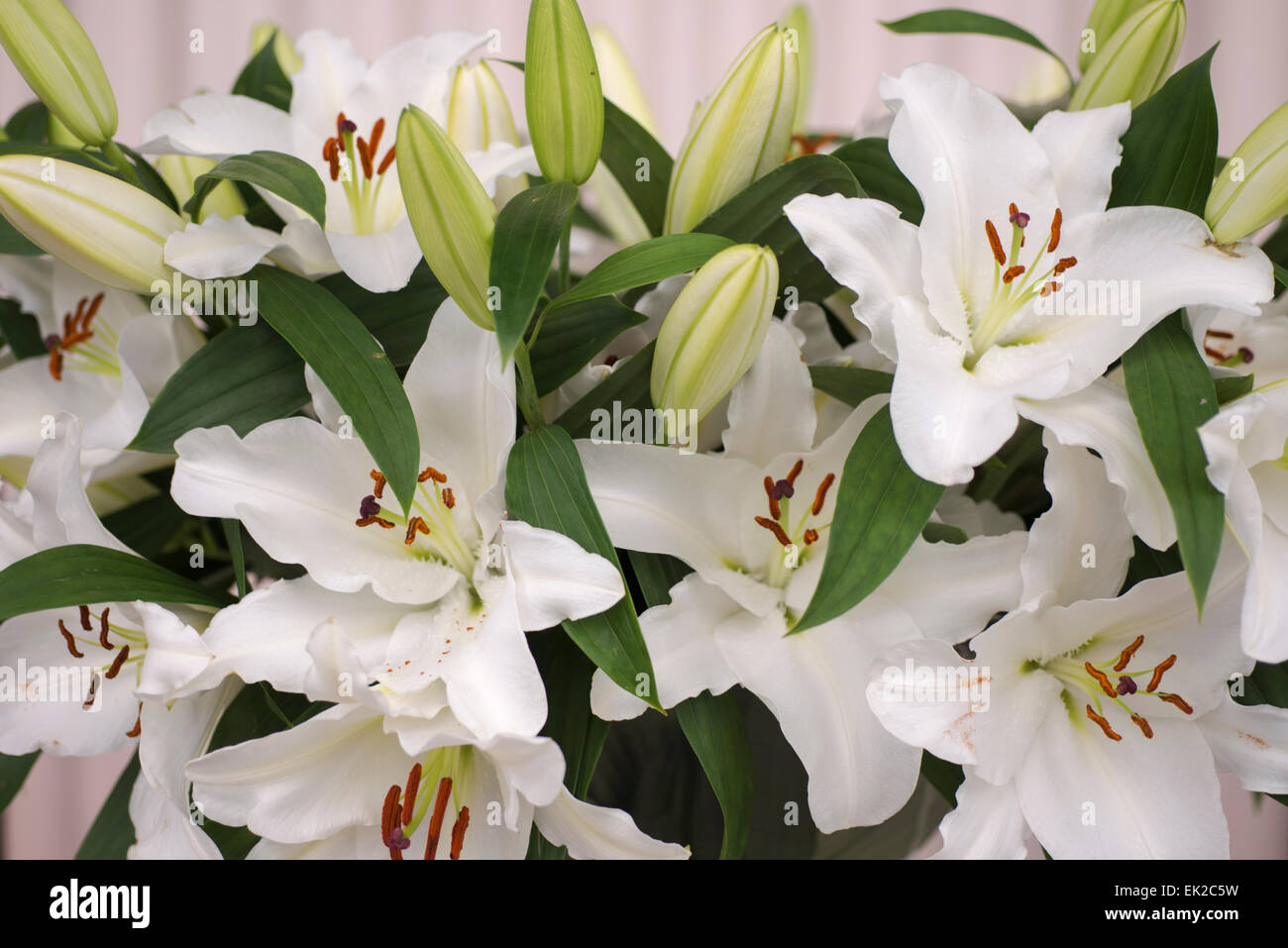 Sambuca flower -Fotos und -Bildmaterial in hoher Auflösung – Alamy